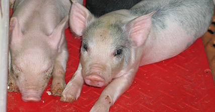 Kane Manufacturing Company, Inc.